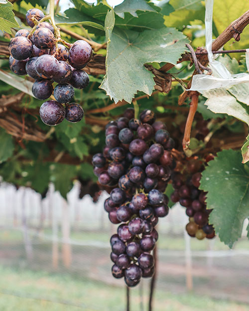 Visit PB Valley Khao Yai Winery – one of the finest vineyards in ...