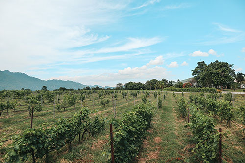 Visit PB Valley Khao Yai Winery – one of the finest vineyards in ...