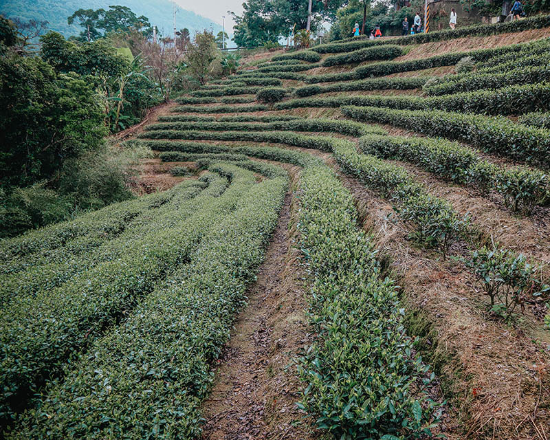 Maokong Mountain in Taipei: ride gondola, experience Taiwanese tea ...