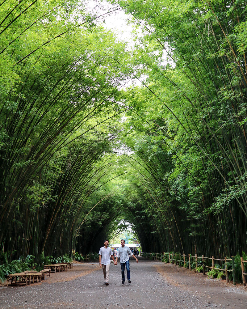 Bamboo Grove Bamboo Garden Stock Photos, Images And Backgrounds For