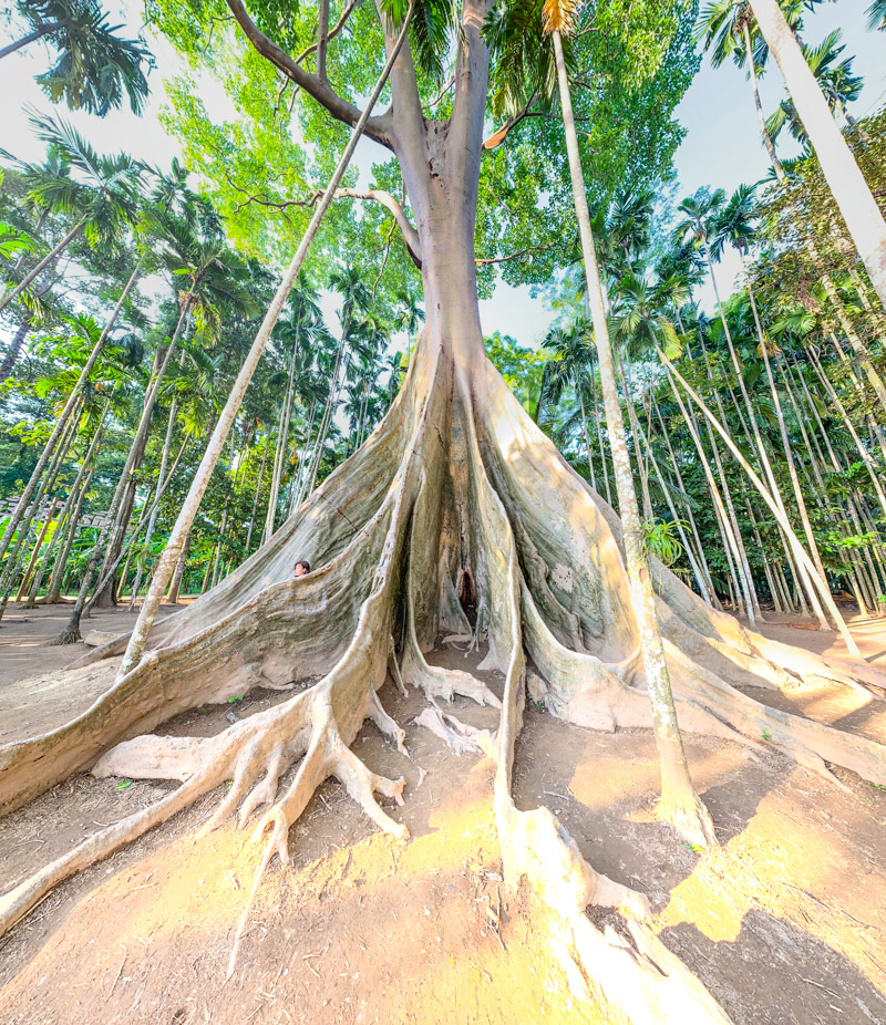 Exploring Unique Giant Tree in Uthai Thani, Thailand – Deer is Travelling