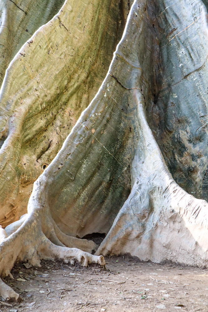 Exploring Unique Giant Tree in Uthai Thani, Thailand – Deer is Travelling