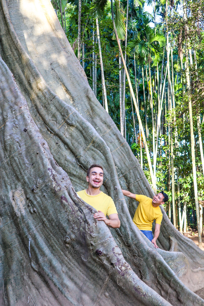 Exploring Unique Giant Tree in Uthai Thani, Thailand – Deer is Travelling