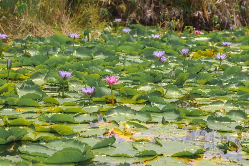 Exploring Thousand-Year-Old Eco-System in the Rayong Botanical Garden ...